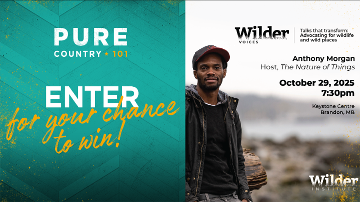 Brandon's Pure Country 101 | Today's Best in Country | iHeartRadio